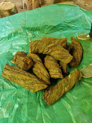 Yagé – Ayahuasca Healing Therapy